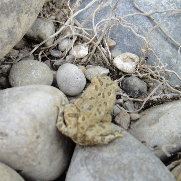 Fowler's Toad | Project Noah