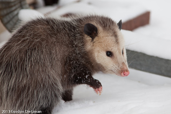 Virginia Opossum | Project Noah