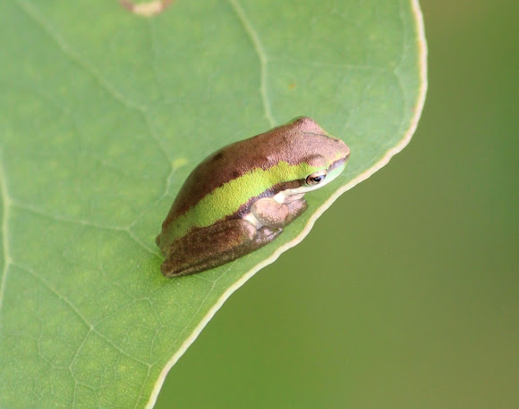 Northern Dwarf Tree Frog | Project Noah