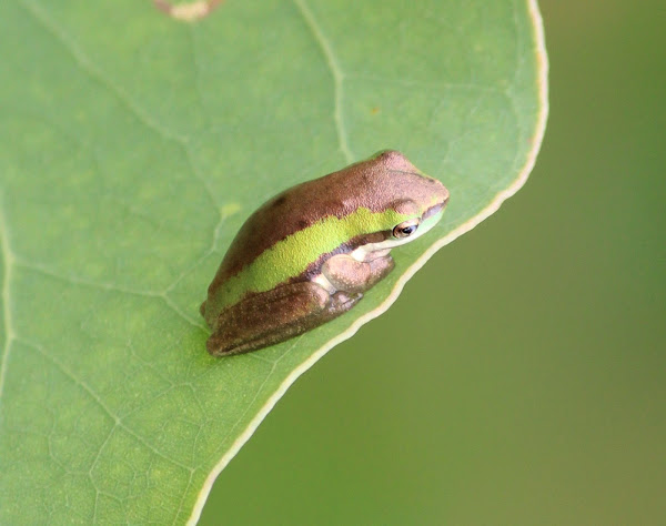 Northern Dwarf Tree Frog | Project Noah