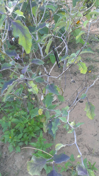 eggplant | Project Noah