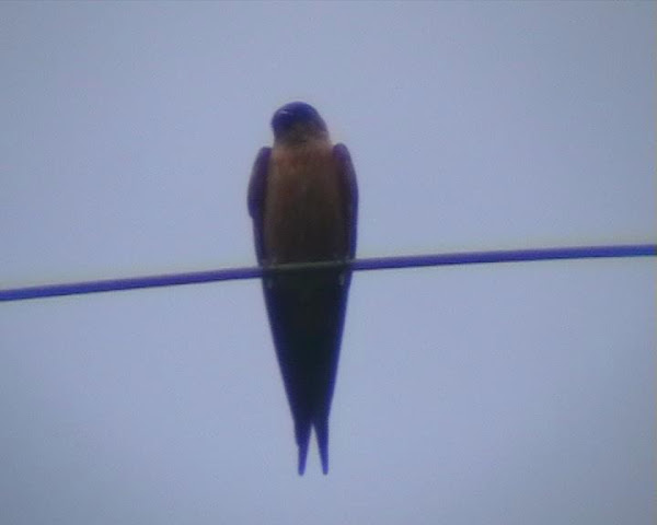 Ceylon Swallow | Project Noah