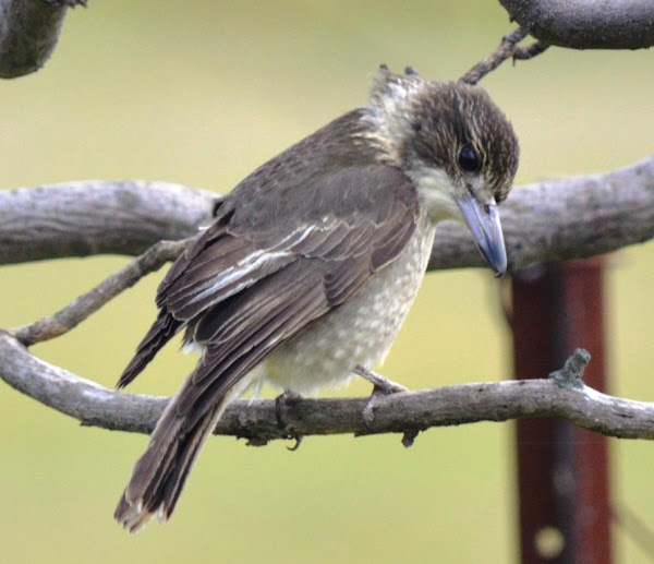 Grey Butcher Bird (Juvenile) | Project Noah