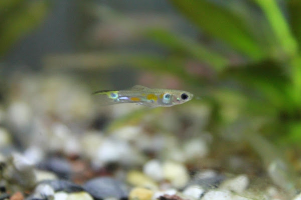 Wild Guppy | Project Noah