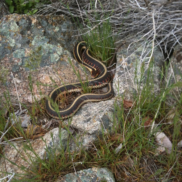 Garter Snake | Project Noah