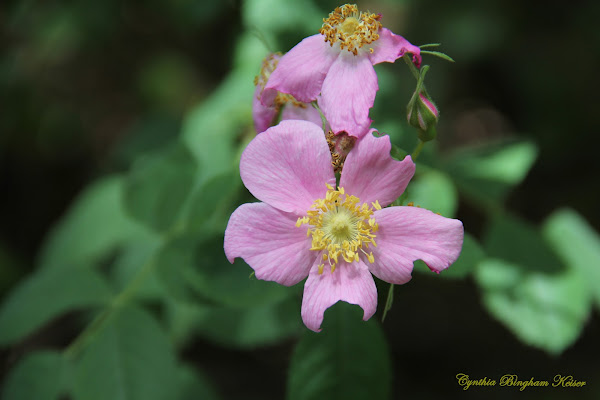 California Wild Rose | Project Noah