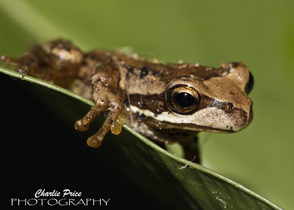 Southern Brown Tree Frog | Project Noah
