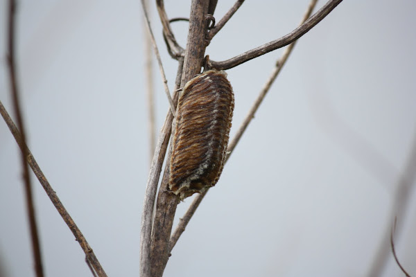 Praying Mantis egg pod | Project Noah