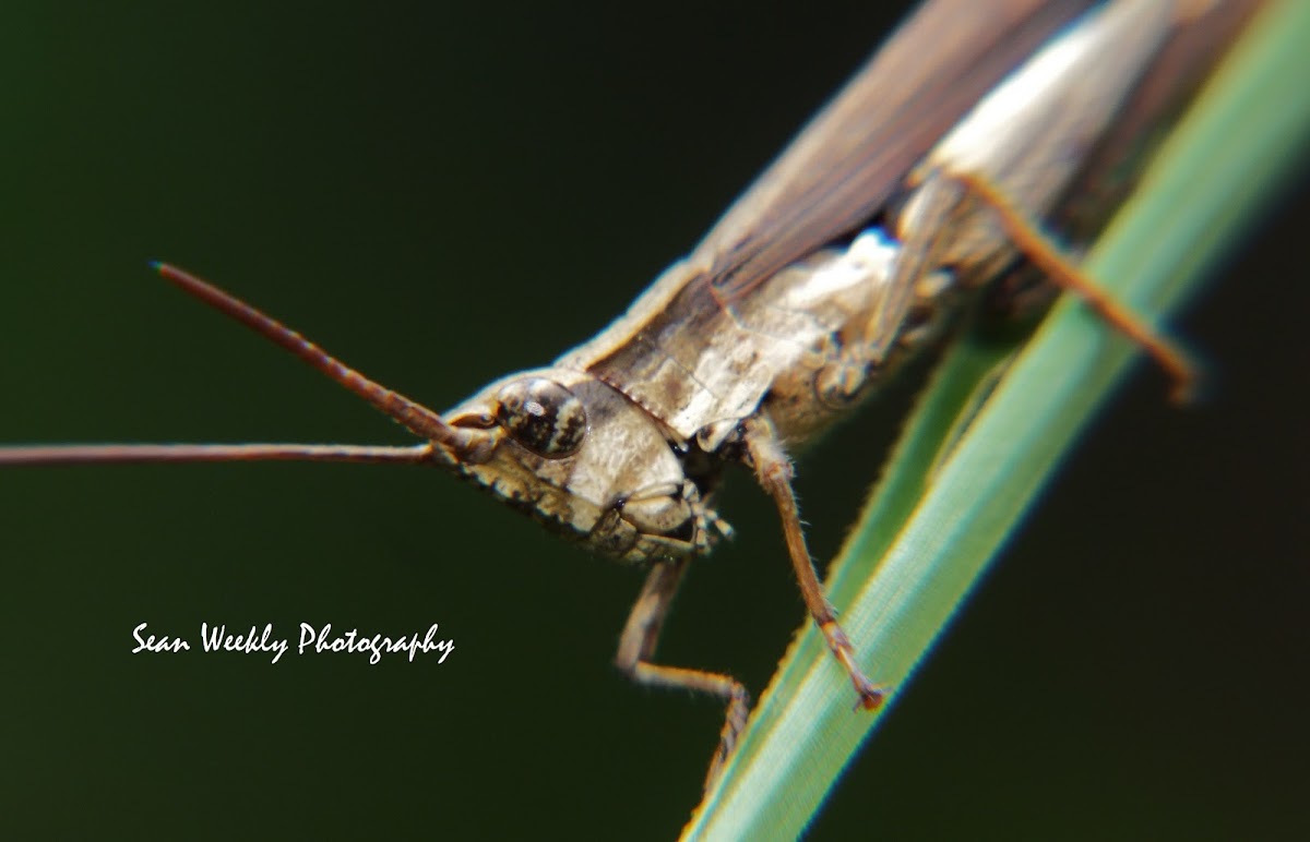 Two Striped Grasshopper | Project Noah