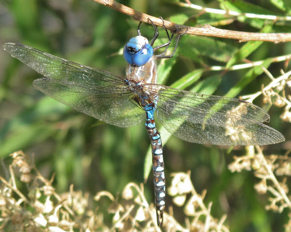 Blue-eyed Darner (male) | Project Noah