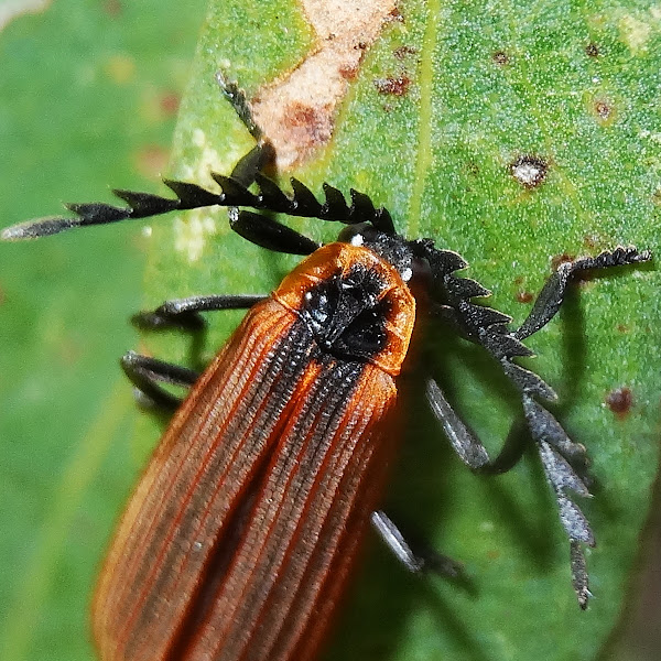 Lycid beetle | Project Noah