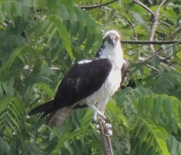 Osprey | Project Noah