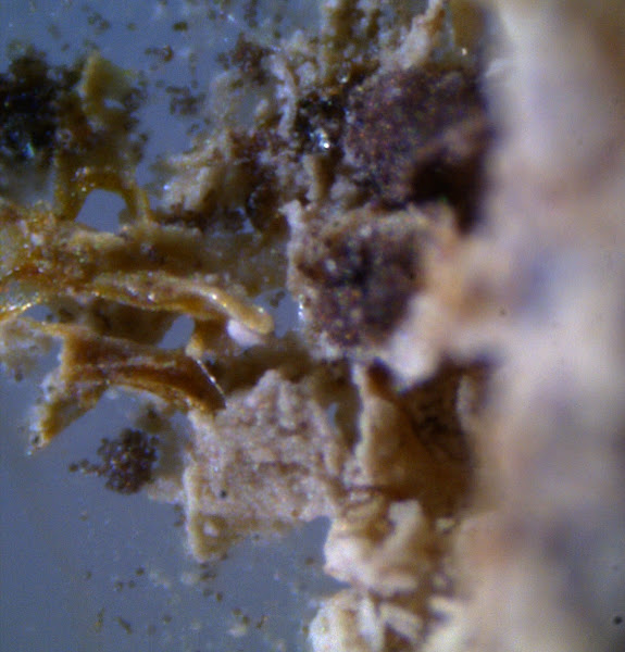 Slime mold magnified | Project Noah