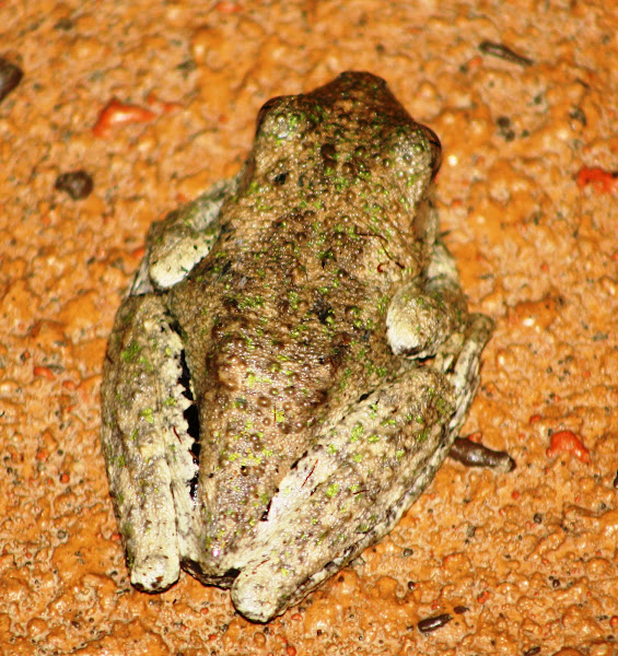 Peron's Tree Frog | Project Noah