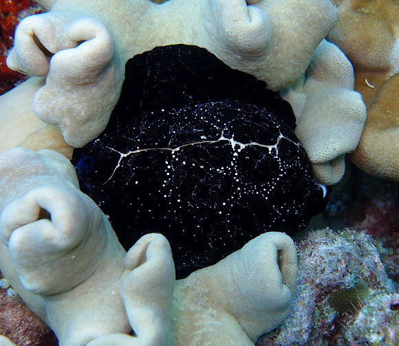 Common egg cowrie | Project Noah