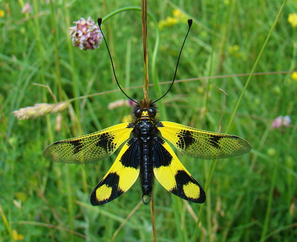 Owlfly | Project Noah