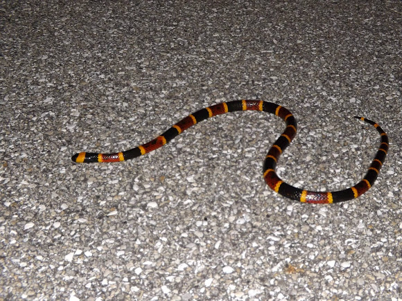 Eastern Coral Snake | Project Noah