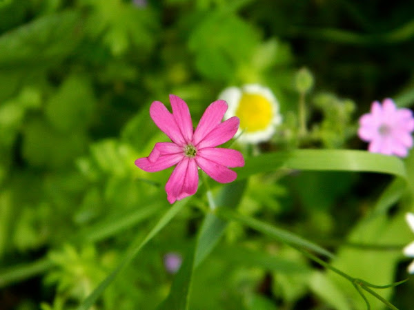 Hot pink Silene wildflower | Project Noah