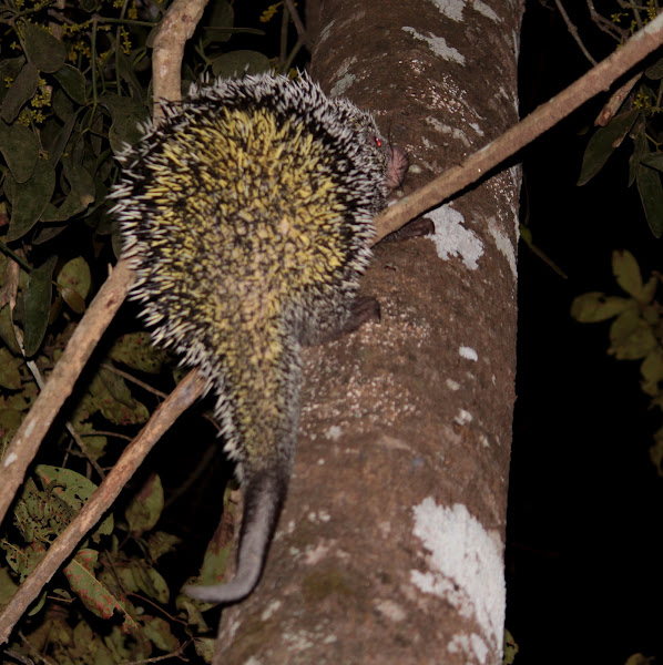 Coendu | Project Noah