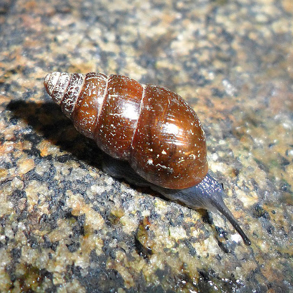 Snail | Project Noah