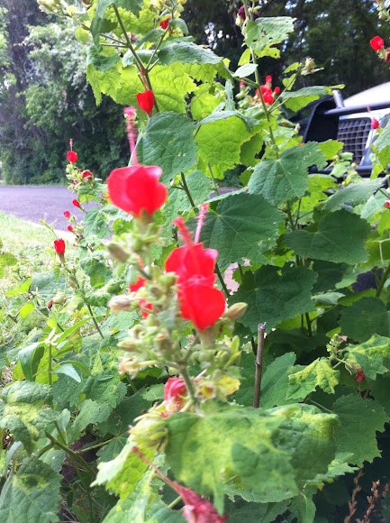 Wax Mallow (Turk's Cap) | Project Noah