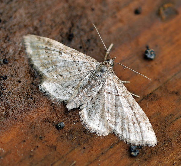 Pug moth | Project Noah