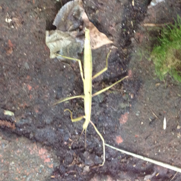 Common stick insect | Project Noah