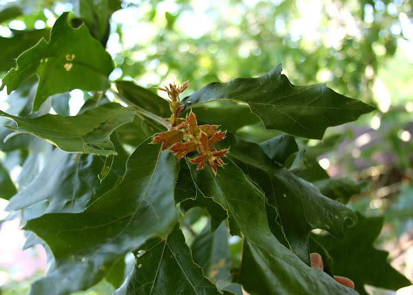 Oak, new growth | Project Noah