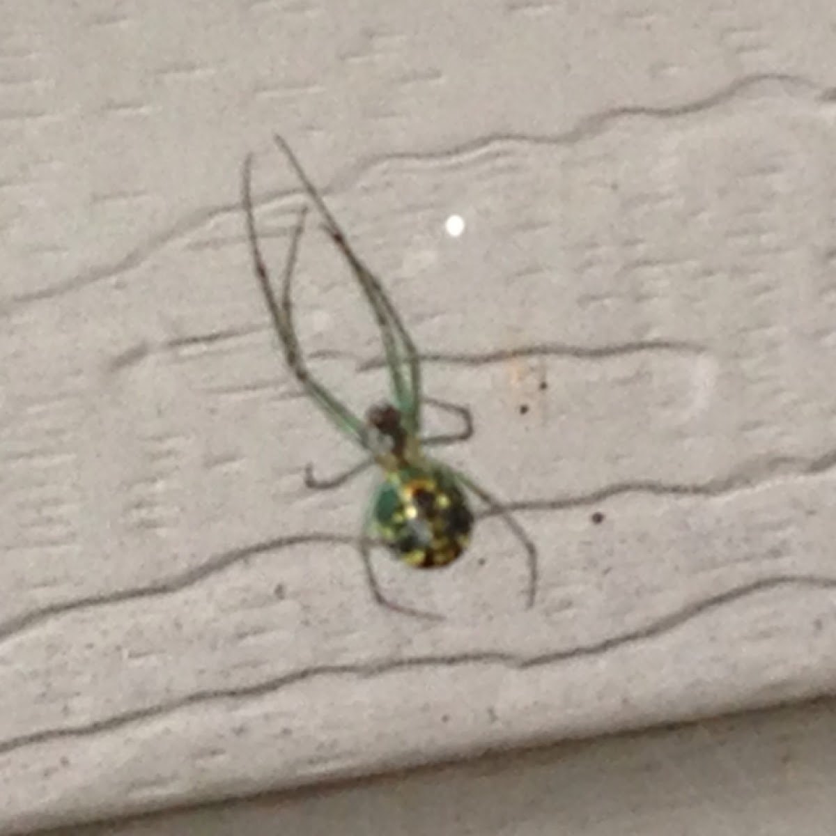 Orchard Spider | Project Noah