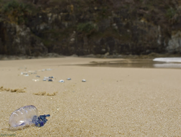 Blue Bottle | Project Noah