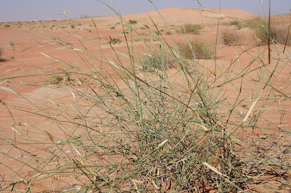 Grass - Poaceae; Arabic name: sabth, haad, makhadir | Project Noah