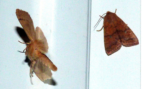 Bicolored Sallow Moth | Project Noah