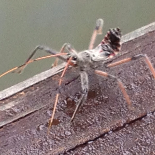 Wheel bug (nymph) | Project Noah