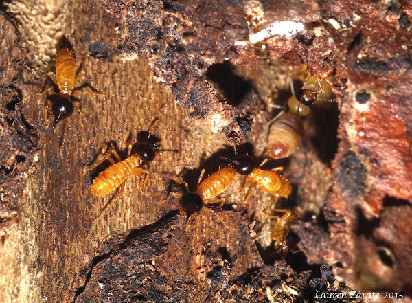Nasute Termites | Project Noah