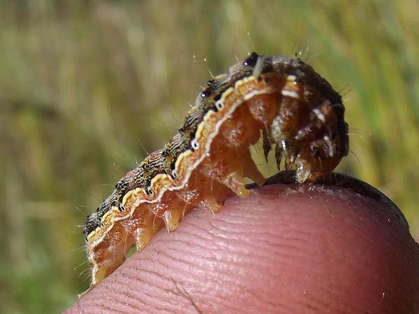Cotton Ear Worm (Tomato grub) | Project Noah
