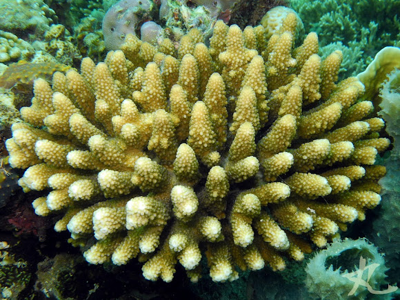 Branching Coral | Project Noah