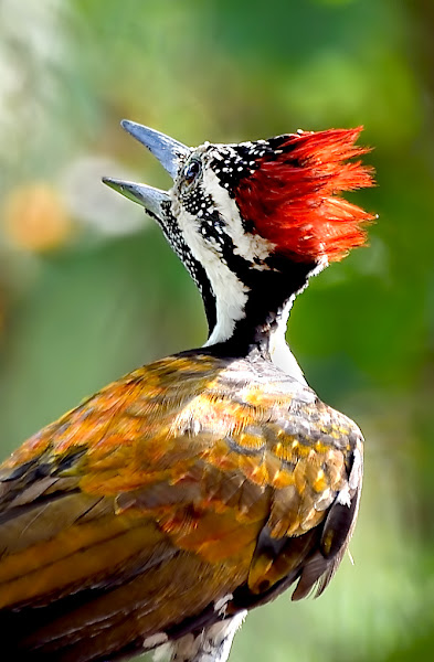 Black-rumped Flameback | Project Noah