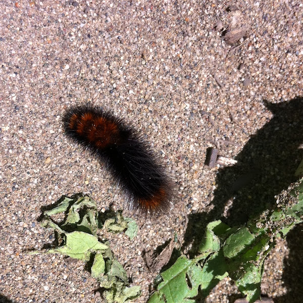 Furry Bug | Project Noah