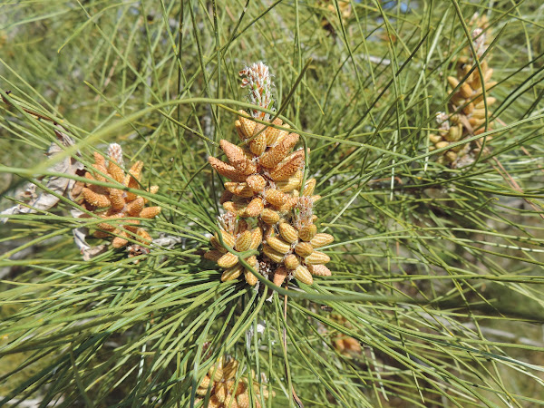 Eldarica or Afgan Pine | Project Noah