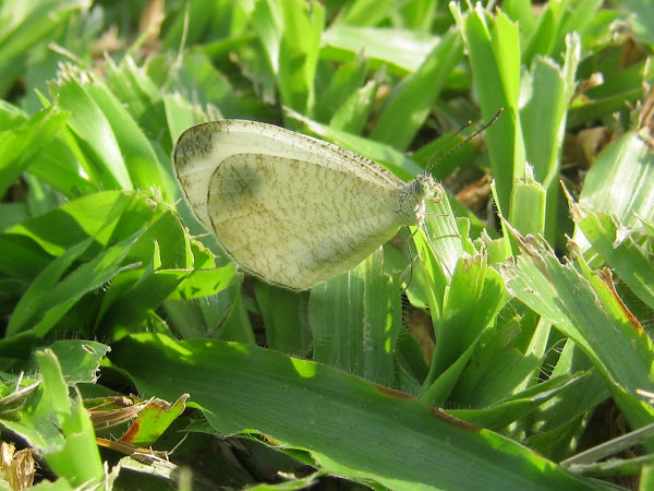 Psyche Butterfly | Project Noah