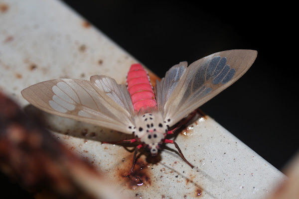 Tiger moth | Project Noah