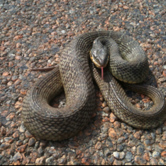 Blotched water snake | Project Noah