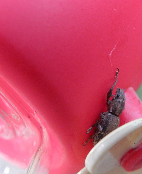 Fuller Rose Weevil | Project Noah