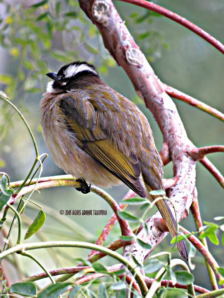 Light-vented Bulbul | Project Noah