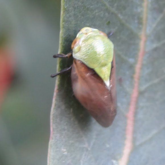 Tube spittle bug | Project Noah