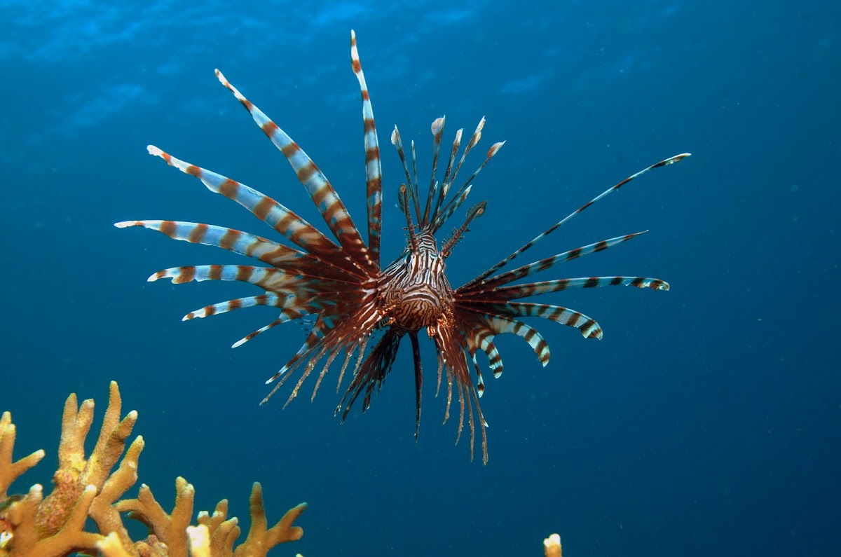 Common Lionfish | Project Noah