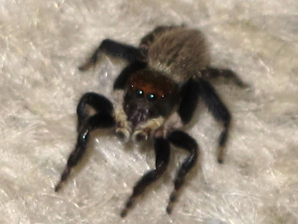 Jumping Spider | Project Noah