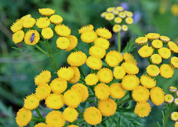 Tansy | Project Noah