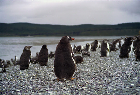 Gentoo Penguin | Project Noah