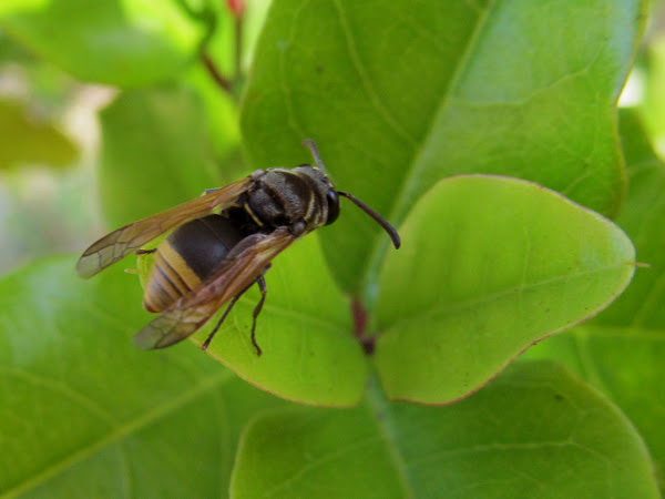 Keyhole Wasp | Project Noah
